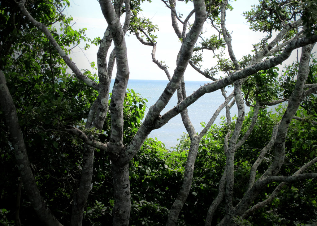 wea-trees-hero-opt1-copy - Wild Earth Allies