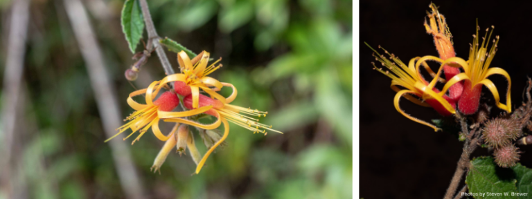 Trees of Belize: Knowledge is the Power to Protect - Wild Earth Allies