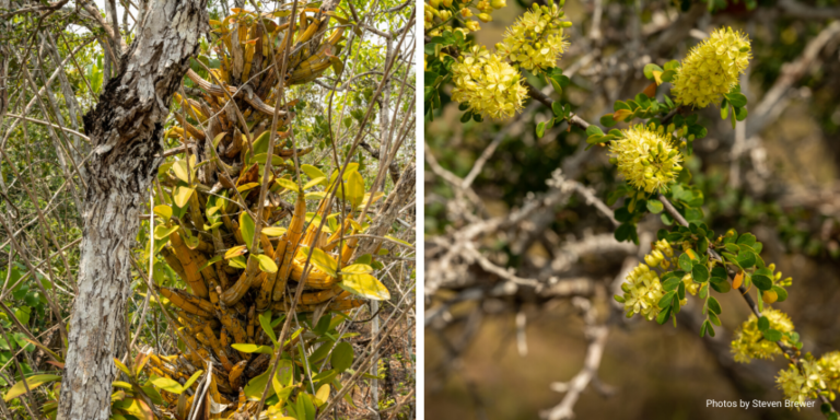 Trees of Belize: Discovering logwood - Wild Earth Allies