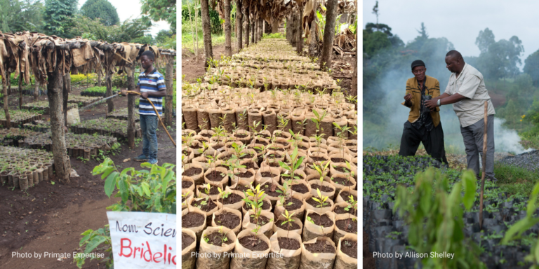 Ape Trees™ Conservation Initiative: Using Seeds in Ape Dung to Benefit ...