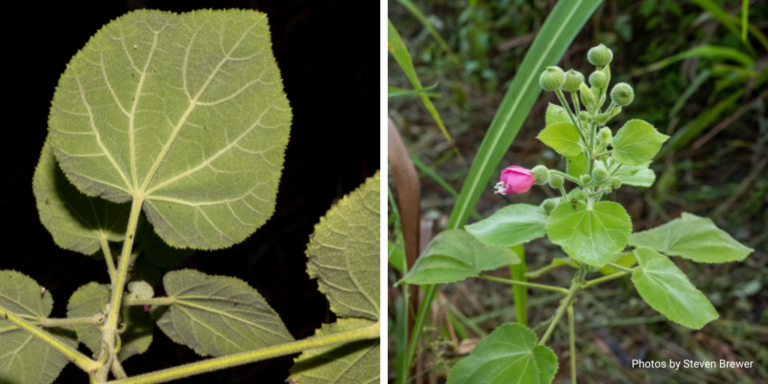 Two Rare Trees: Botanic Exploration in Belize - Wild Earth Allies