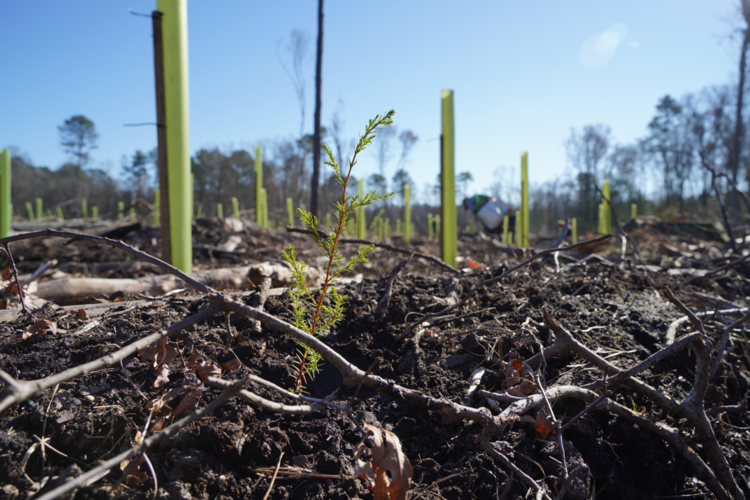 The Great Cypress Swamp: Rewilding for People and Nature - Wild Earth ...