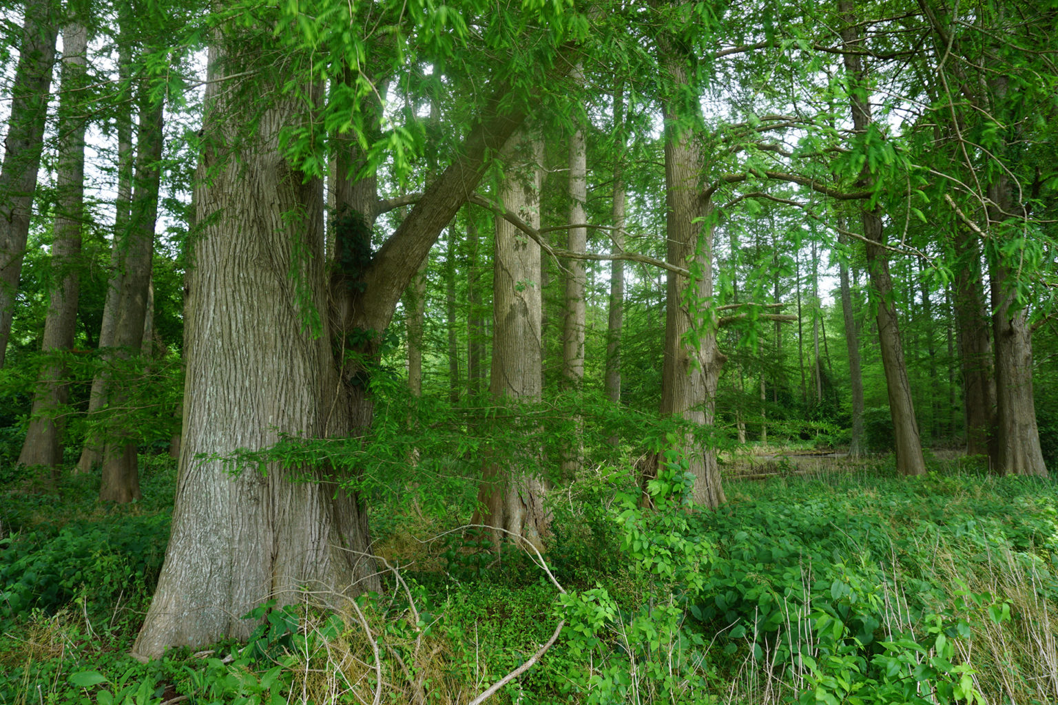 The Great Cypress Swamp: Rewilding for People and Nature - Wild Earth ...