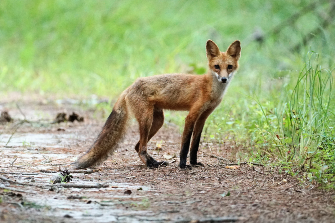 The Great Cypress Swamp: Rewilding for People and Nature - Wild Earth ...