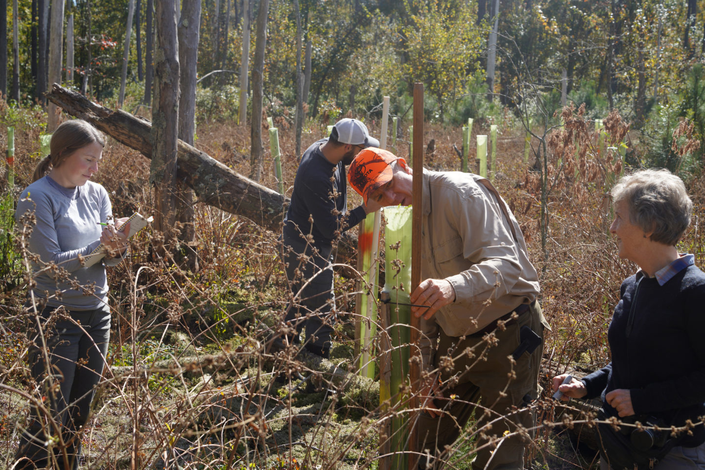 The Great Cypress Swamp: Rewilding for People and Nature - Wild Earth ...