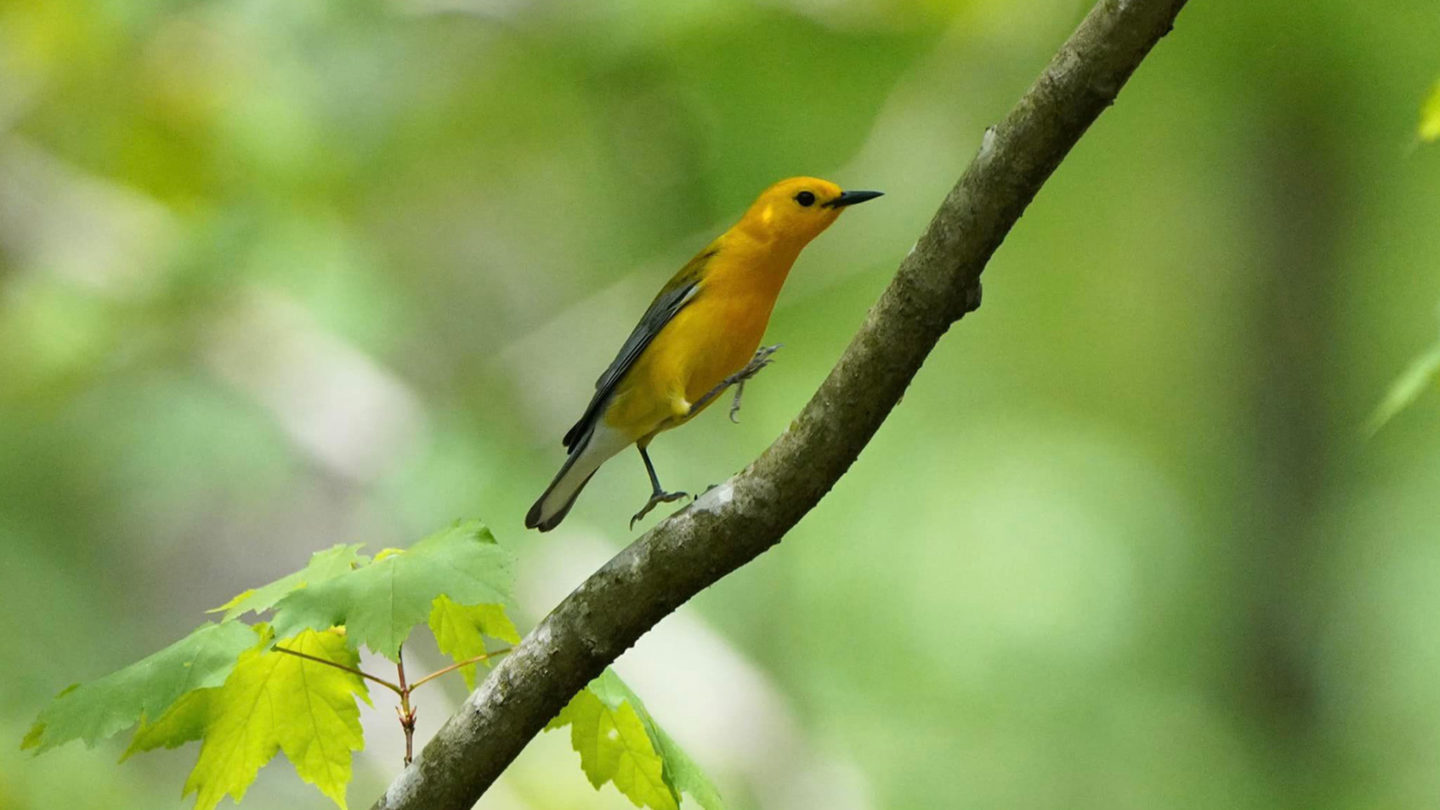 The Great Cypress Swamp: Rewilding for People and Nature - Wild Earth ...