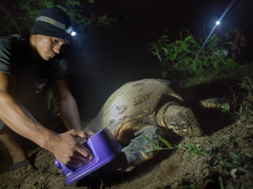 Turning the Tide for Hawksbill Sea Turtles in El Salvador - Wild Earth ...