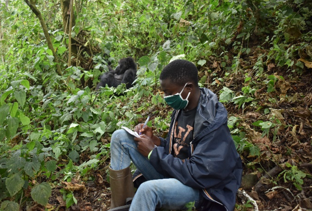 New Gorilla Group Habituated in the DRC - Wild Earth Allies