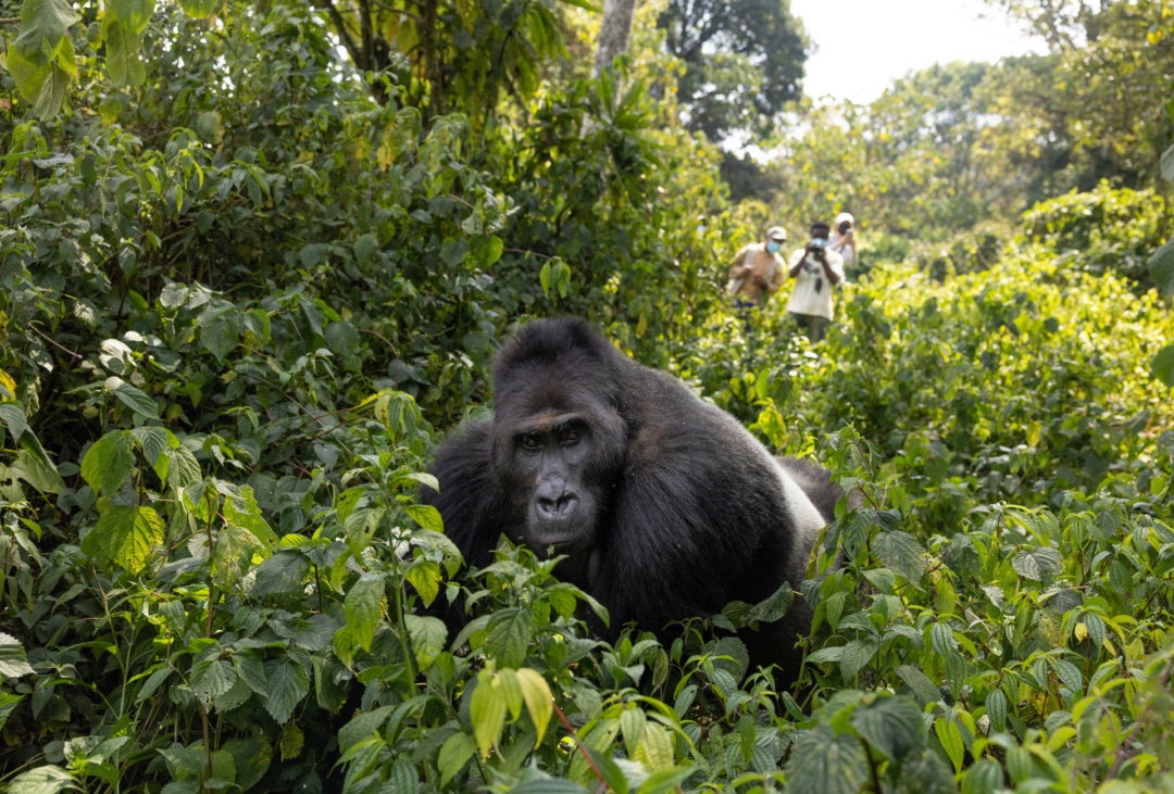 New Gorilla Group Habituated in the DRC - Wild Earth Allies