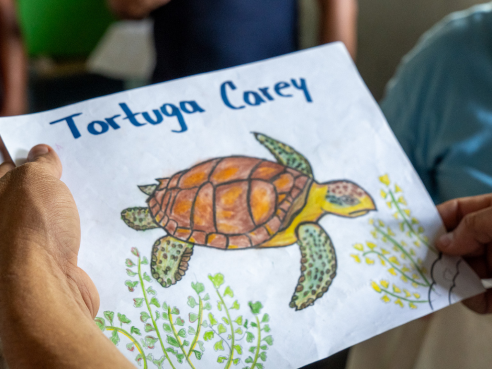 A Hawksbill Conservation Success Story: Behind the Scenes with ProCosta - Wild Earth Allies