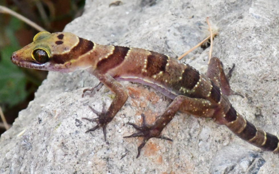 Researchers Discover New Species of Bent-Toed Gecko in Cambodia - Wild ...